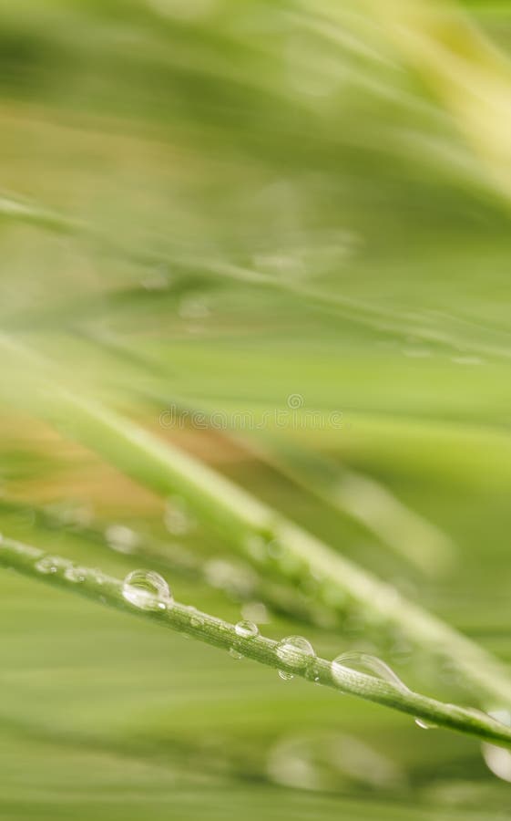 Green Grass Close-up Super Macro Shooting Stock Photo - Image of light ...