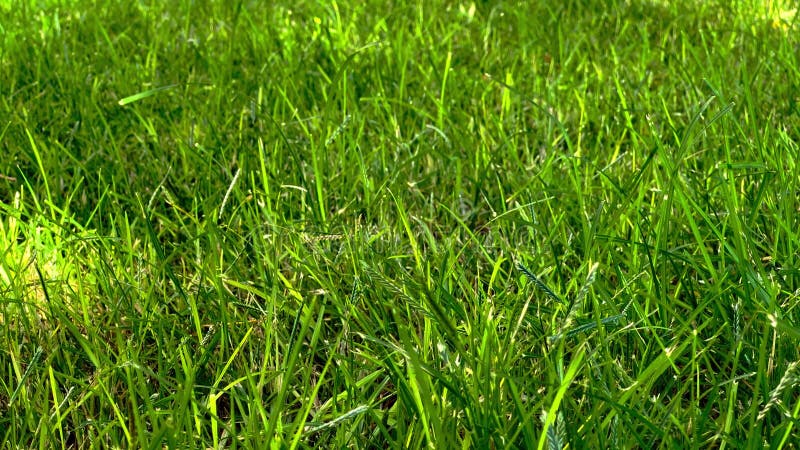 Green Grass Close-up. Grass Swaying in the Wind in Slow Motion Stock ...