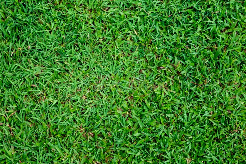 Green Grass Close Up Top View for Backdrop Stock Image - Image of field ...