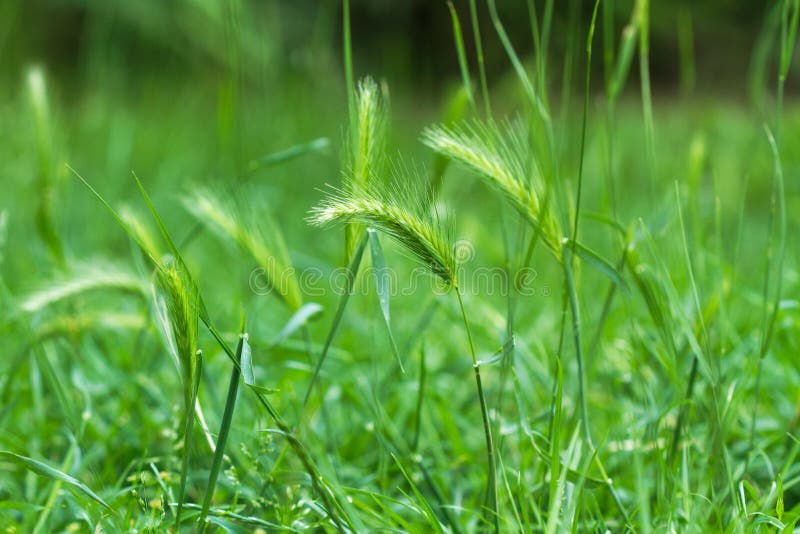 Green Grass in a Close Up View Stock Image - Image of background ...