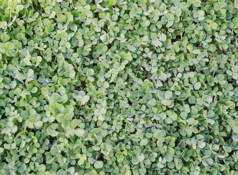 162 Green Grass Clover Seamless Texture Photos - Free & Royalty-Free ...