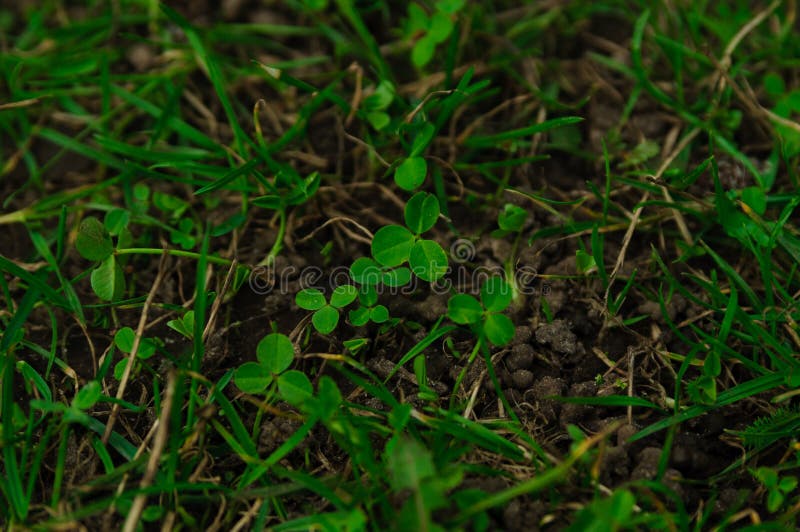 Green Grass with Clover Leaves, Planting Stock Image - Image of ground ...