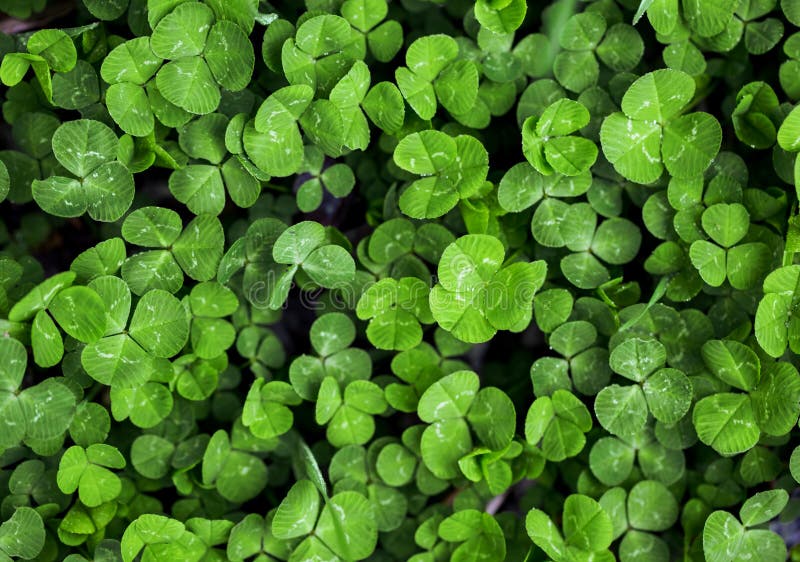 Green grass clover stock image. Image of clean, environment - 50920337