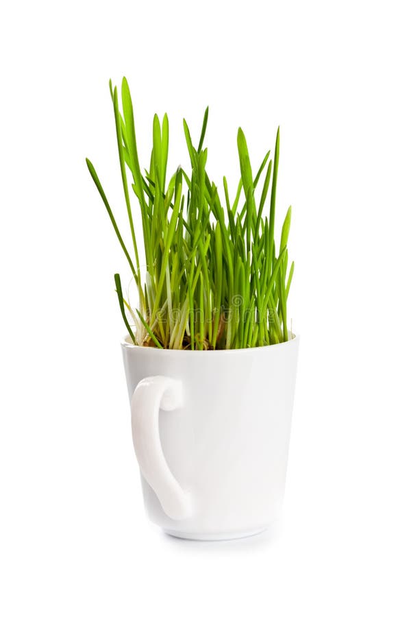 Wheat grass stock image. Image of food, sprout, supplement - 12345781