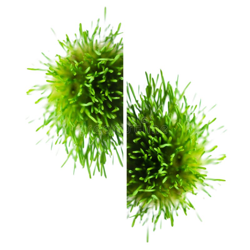 Long Green Grass in Summer Season Stock Photo - Image of environment ...