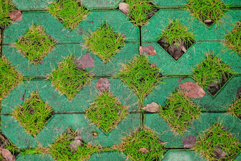 Green Grass and Concrete Tiles Stock Image - Image of leaf, growth ...