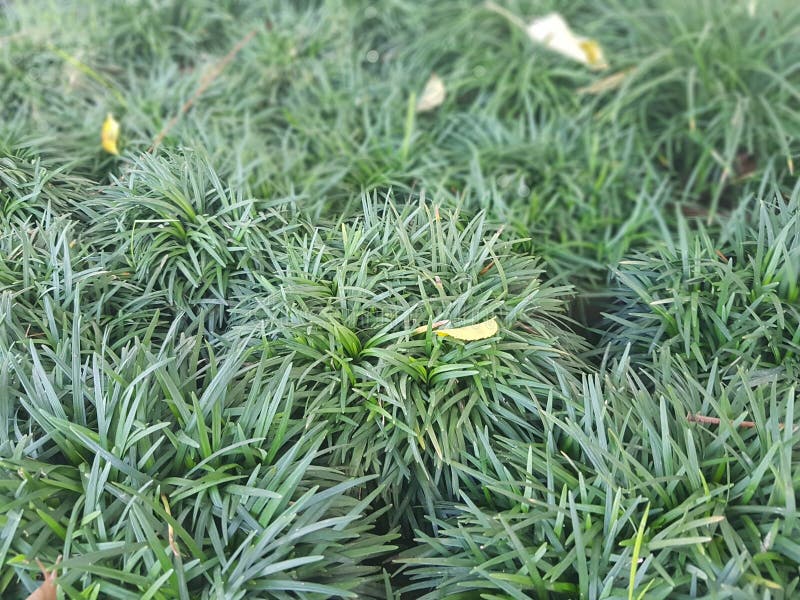 Green Grass Cover the All Park Area Stock Image - Image of shrub ...