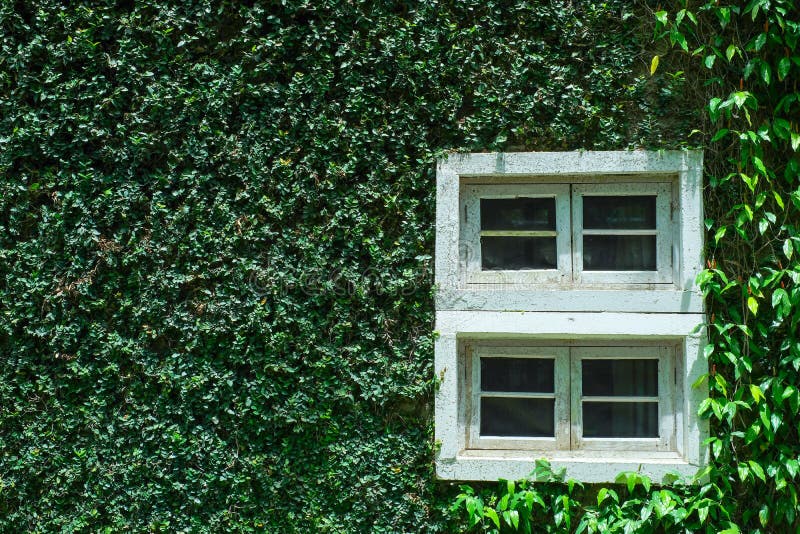 Green Grass Cover on House Wall with White Windows I Stock Image ...