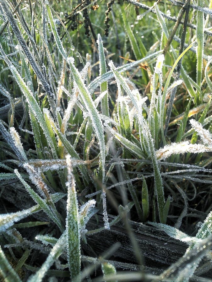 Frozen grass stock image. Image of cold, grass, freeze - 115207201