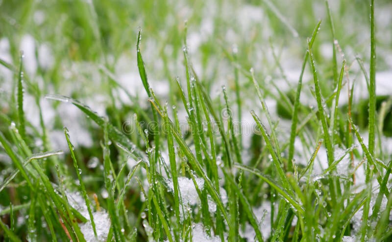 Green Grass Covered by the First Snow on Lawn. Green Grass Sprouts from ...
