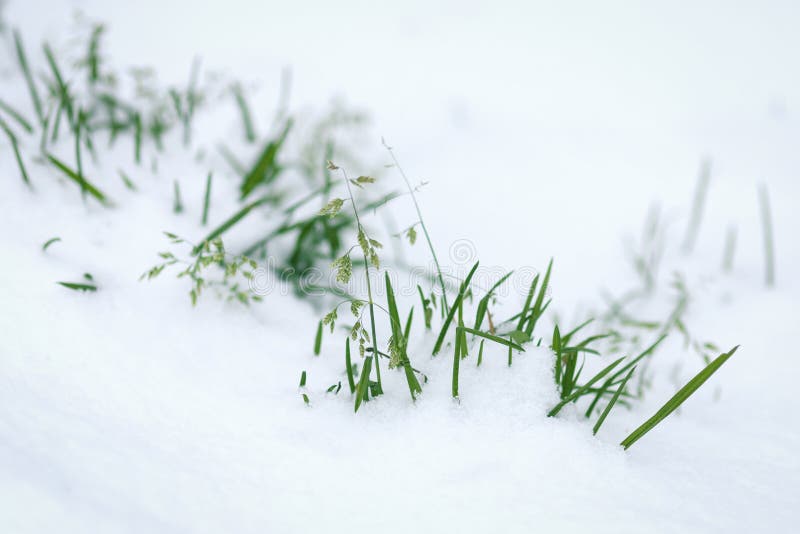 Green Grass Covered with First White Snow Stock Photo - Image of growth ...
