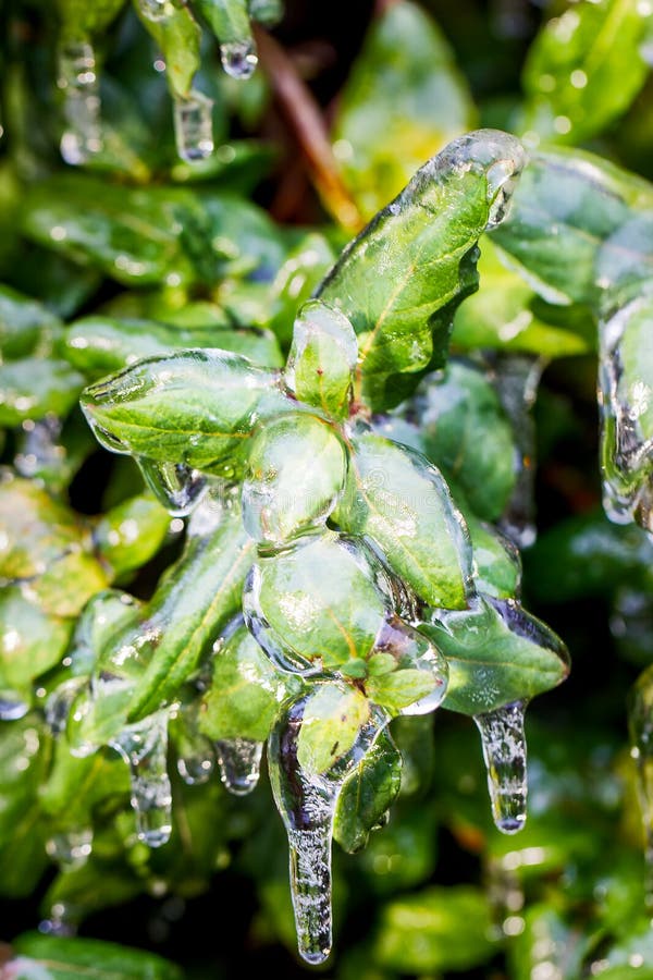 Green Grass Covered with Ice Stock Photo - Image of closeup, concept ...