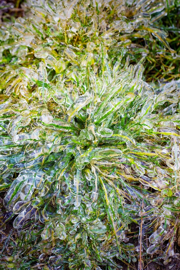 Green Grass Covered with Ice Stock Photo - Image of branch, grass ...