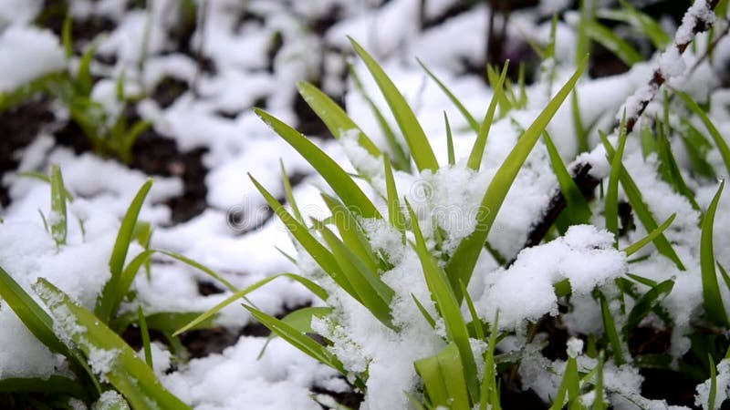 Green Grass Covered with Layer of Snow in Spring during Snowfall Close ...