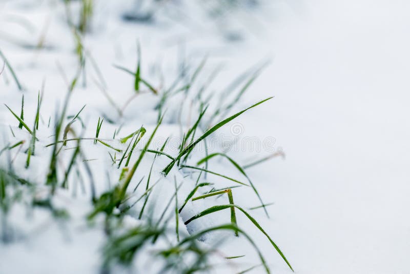 The Green Grass is Covered with Snow, the First Snow at the Beginning ...