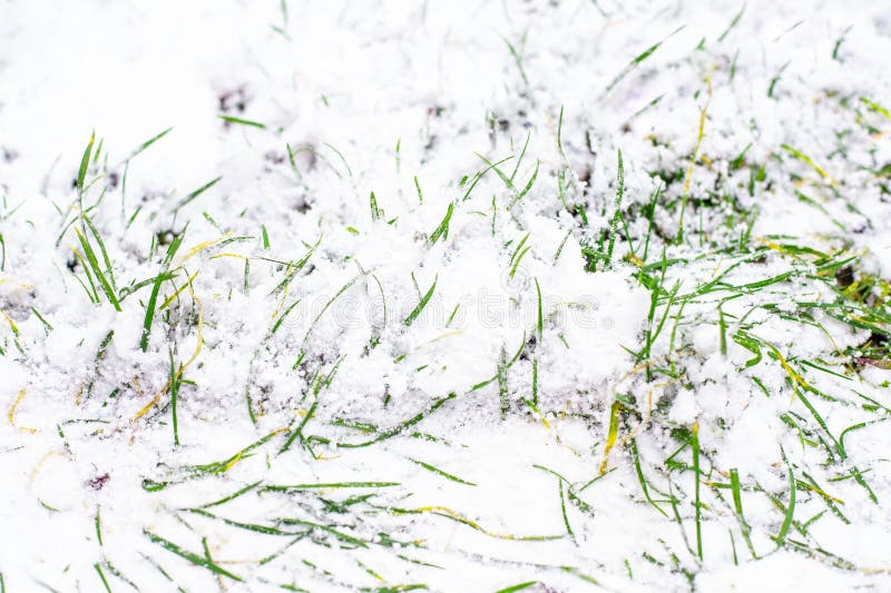 Green Grass Covered with Snow. Weather Seasons Stock Image - Image of ...