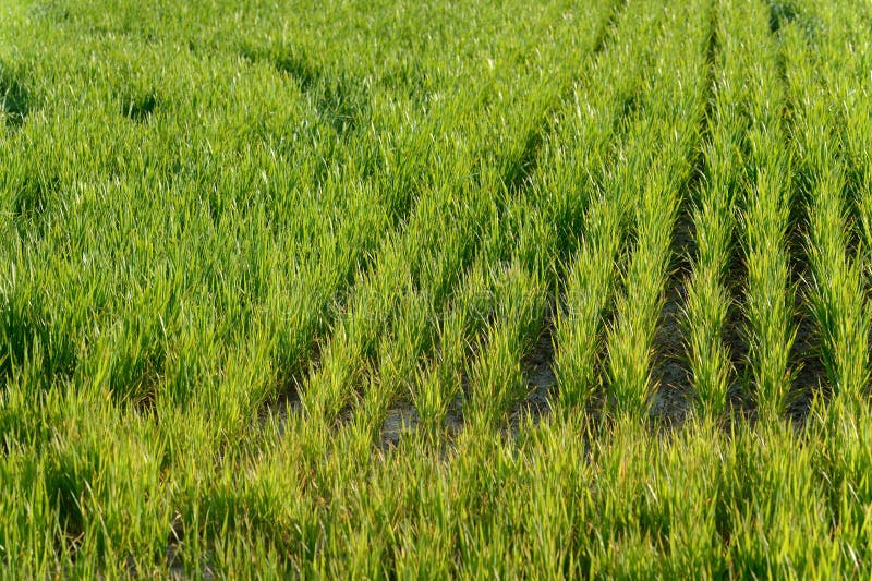 Green grass stock photo. Image of ecology, spring, land - 39045608