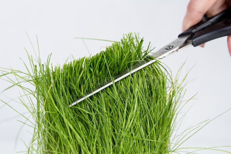 Green Grass Cut with Scissors Stock Photo - Image of green, plant: 57274204