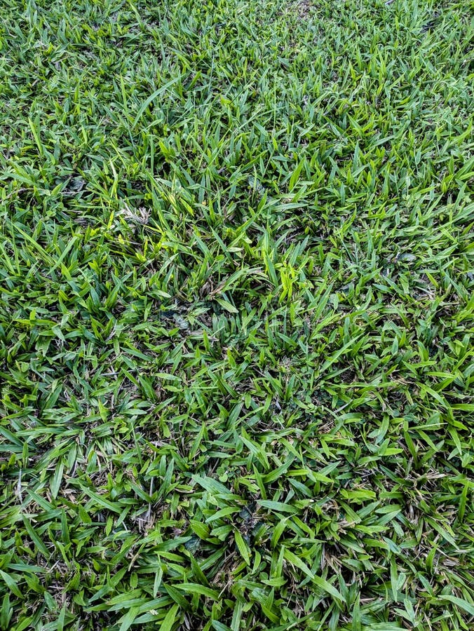 Green Green Grass on the Day Light during the Monsoon Season Stock ...