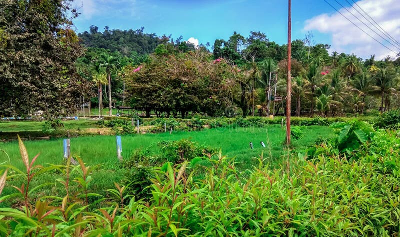 Very green stock photo. Image of green, grass, landscpae - 126964622