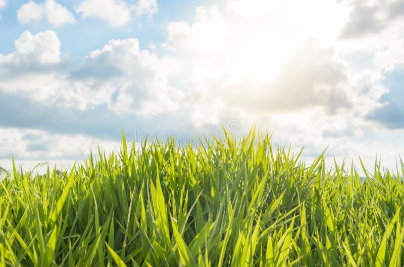 Green grass with daylight. stock image. Image of landscape - 92548013
