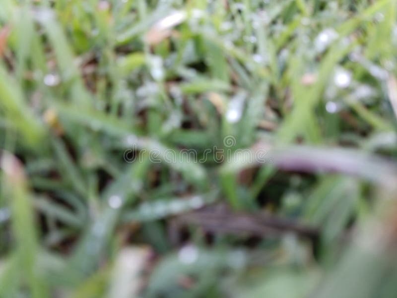 Green Grass and Dew with Blur Effect Stock Photo - Image of effect ...