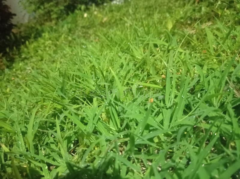 Green Grass with Dew Drops at Night Illuminated by Lights Stock Photo ...