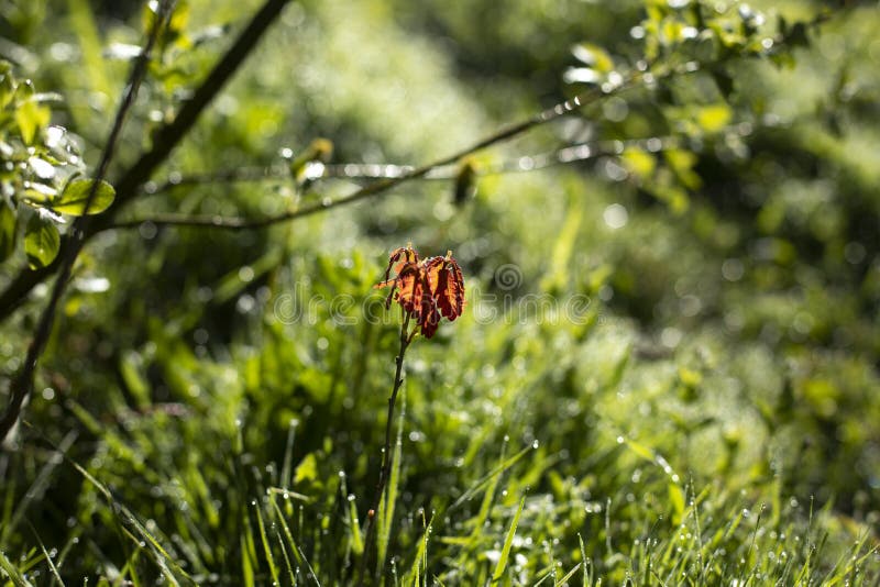 Green Grass in Dew. Small Drops on Grass Stock Image - Image of grass ...