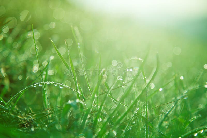 Grass, Drop, Freshness, Natural Background is Green Stock Image - Image ...