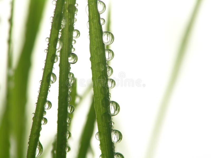 Green grass with drops stock photo. Image of pattern, outdoor - 4222956