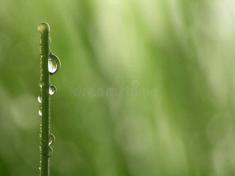 Drip Irrigation System Close Up Stock Image - Image of drop, water ...