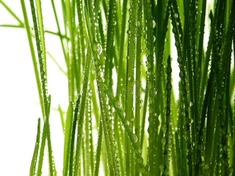 Green grass with drops stock photo. Image of detail, rural - 4335224