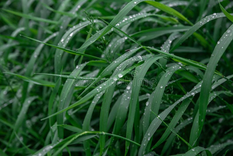 Green Grass with Drops of Dew Texture Background. Natural Background ...