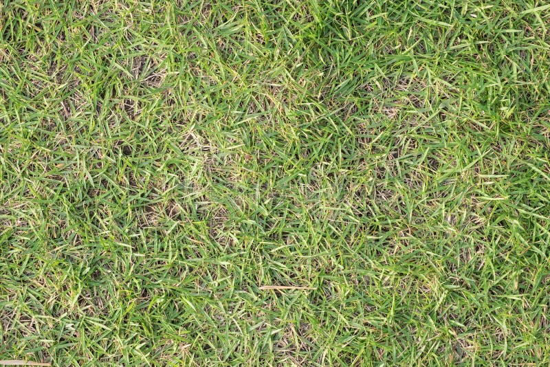 Green grass and dry grass. stock photo. Image of texture - 67567086