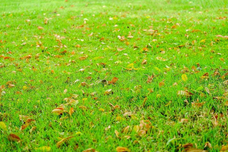 Green Grass with Dry Leaves Stock Image - Image of natural, environment ... Green Grass with Dry Leaves Stock Image - Image of natural, environment ...
