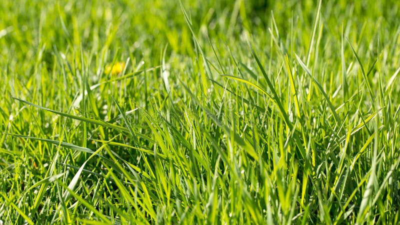 Green Grass in the Early Morning, Spring Stock Photo - Image of bright ...