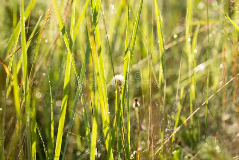 Green Grass in the Early Morning, Spring Stock Photo - Image of ...