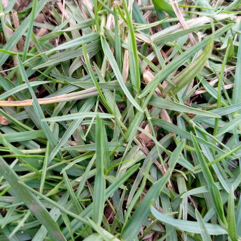 Green Grass on the Edge of the Field Stock Photo - Image of horizontal ...