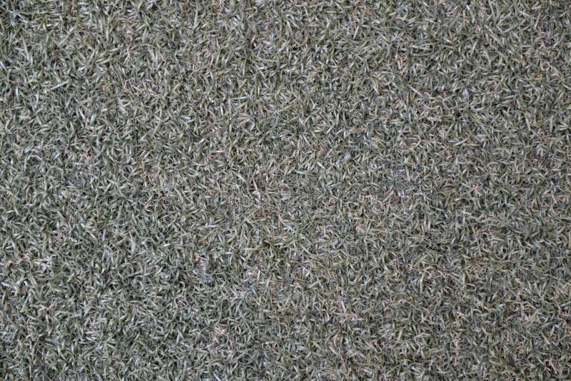 Green Grass with Empty Area for Text Background. Nature Background ...