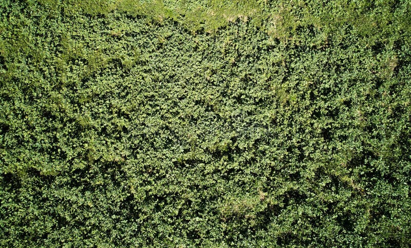 Empty green forest lawn stock photo. Image of grass - 243219872