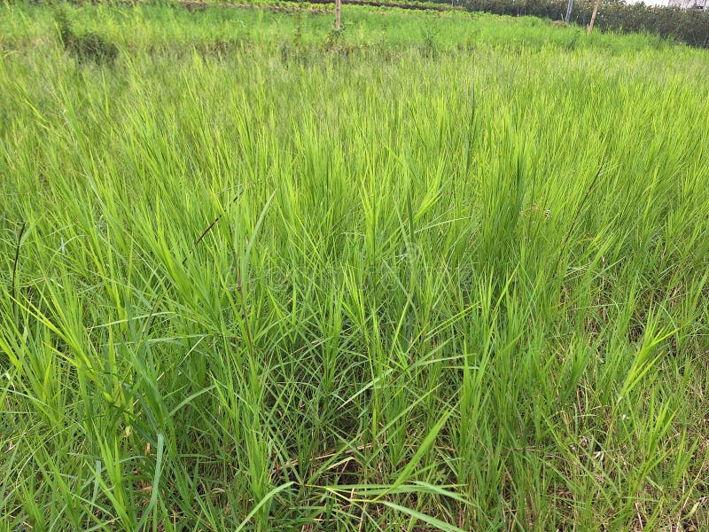 The Green Grass in the Empty Fields Which is Very Natural Stock Image ...