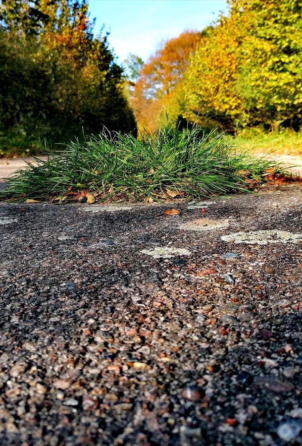 Green Grass on a Empty Road Stock Image - Image of road, grass: 163332875