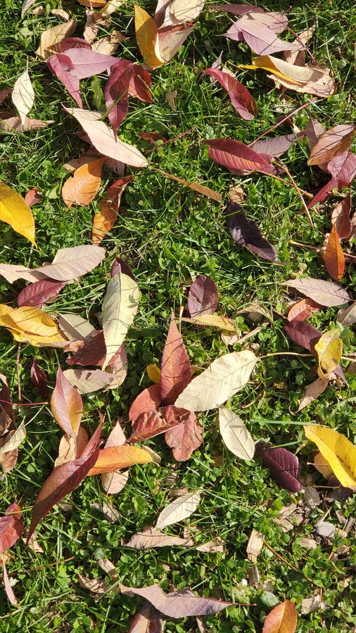Green Grass Fall Leaves 2021 Stock Image - Image of flower, plant ...