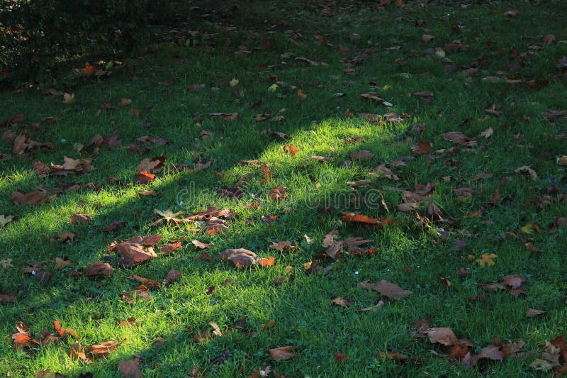Green Grass with Fallen Leaves with Light and Shadow Stock Image ...