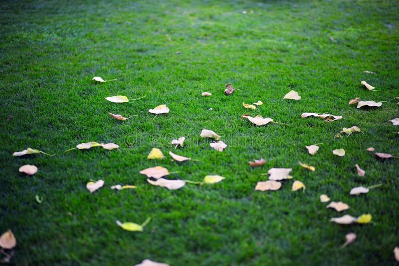 Green Grass with Falling Leafs Stock Photo - Image of leaf, foliage ...