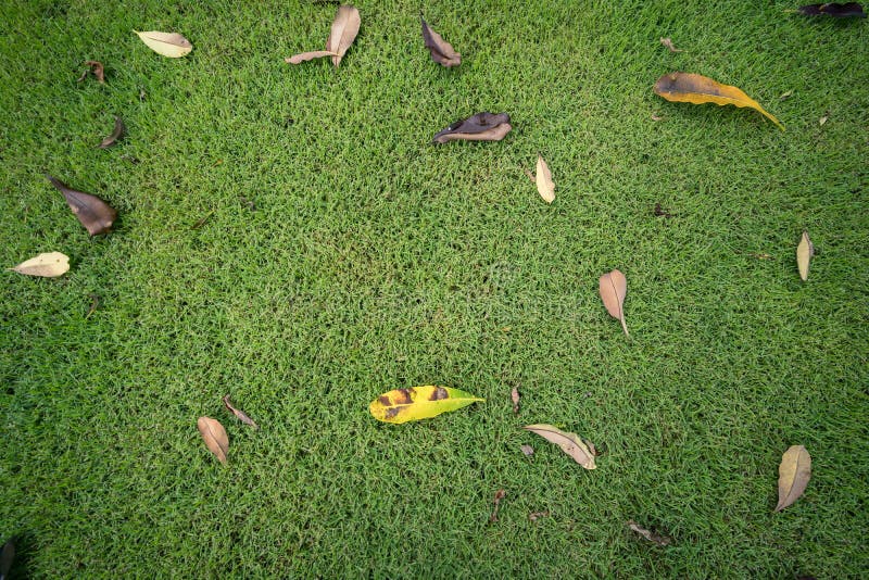 Green Grass with Falling Leaves on the Grass Stock Photo - Image of ...