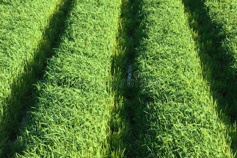 Green grass field stock photo. Image of focus, lawn, nature - 13698402