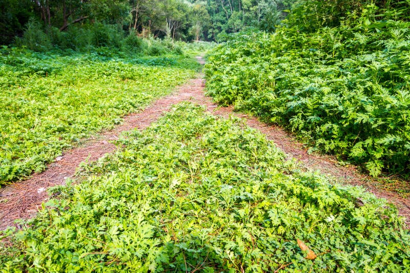 4,211 Paths Field Stock Photos - Free & Royalty-Free Stock Photos from ...