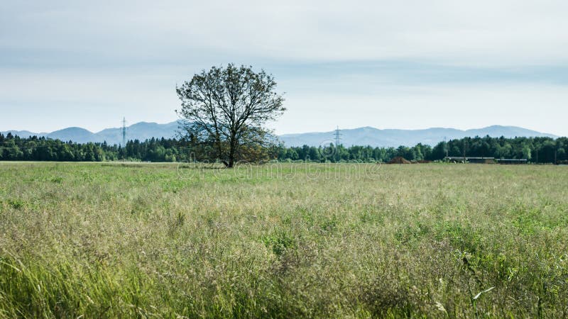Grass farm field stock image. Image of countryside, blue - 183211795