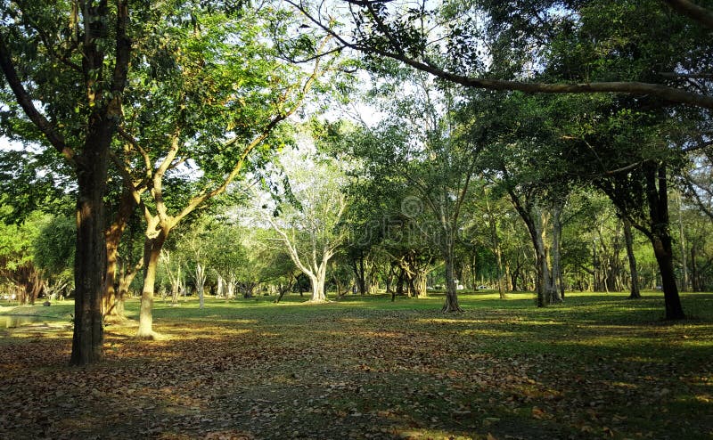 Green Grass Field in Big City Park Stock Image - Image of garden, green ...